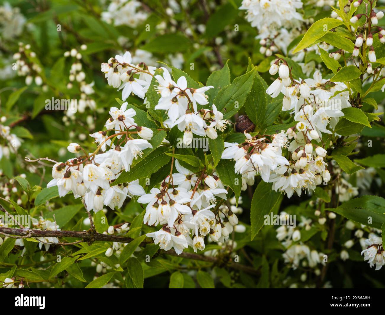 Fleurs blanches unitaires en grappes denses de l'arbuste à feuilles ...