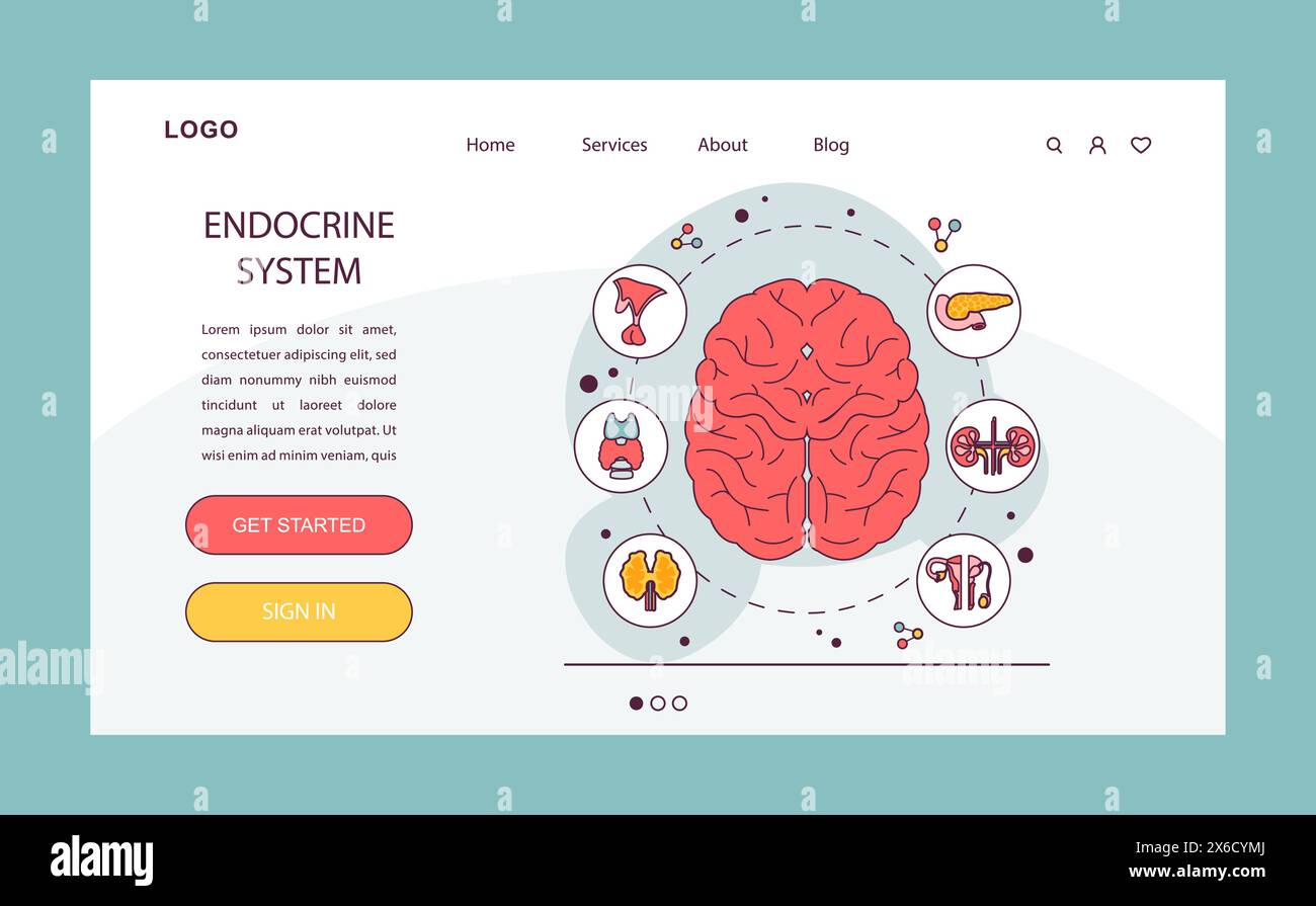 Organe du système endocrinien. La fonction des glandes humaines ...