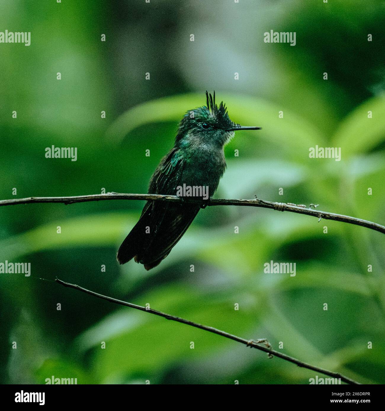 Antillean crested hummingbird Banque de photographies et d’images à ...