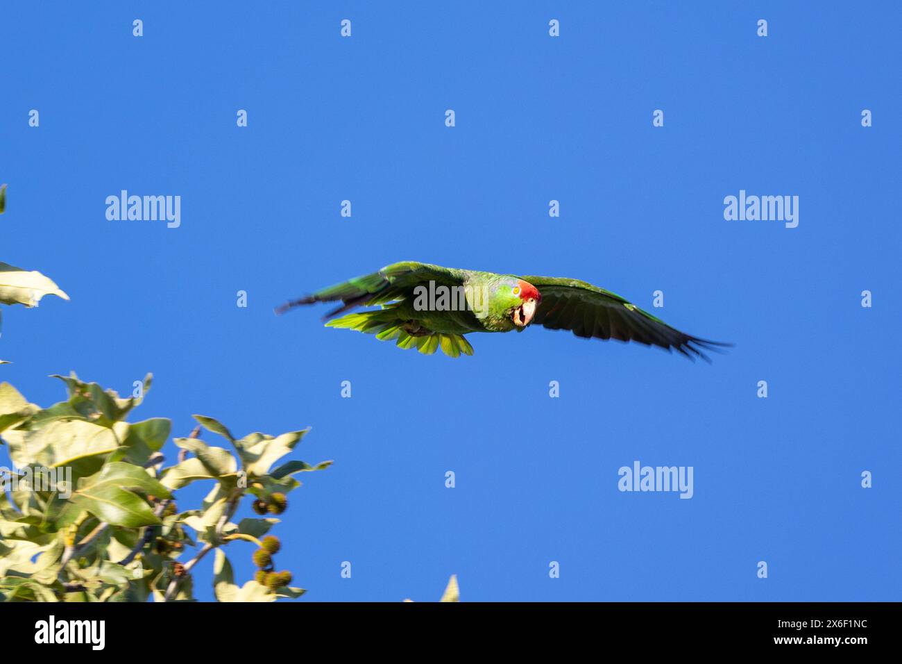 Perroquet en vol Banque de photographies et d’images à haute résolution ...