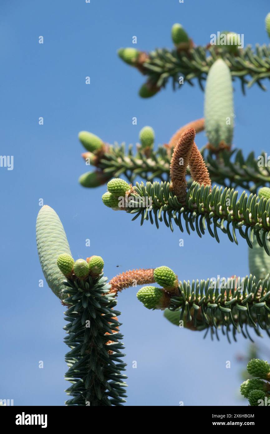 Fir abies cones conifers pinaceae Banque de photographies et d’images à ...