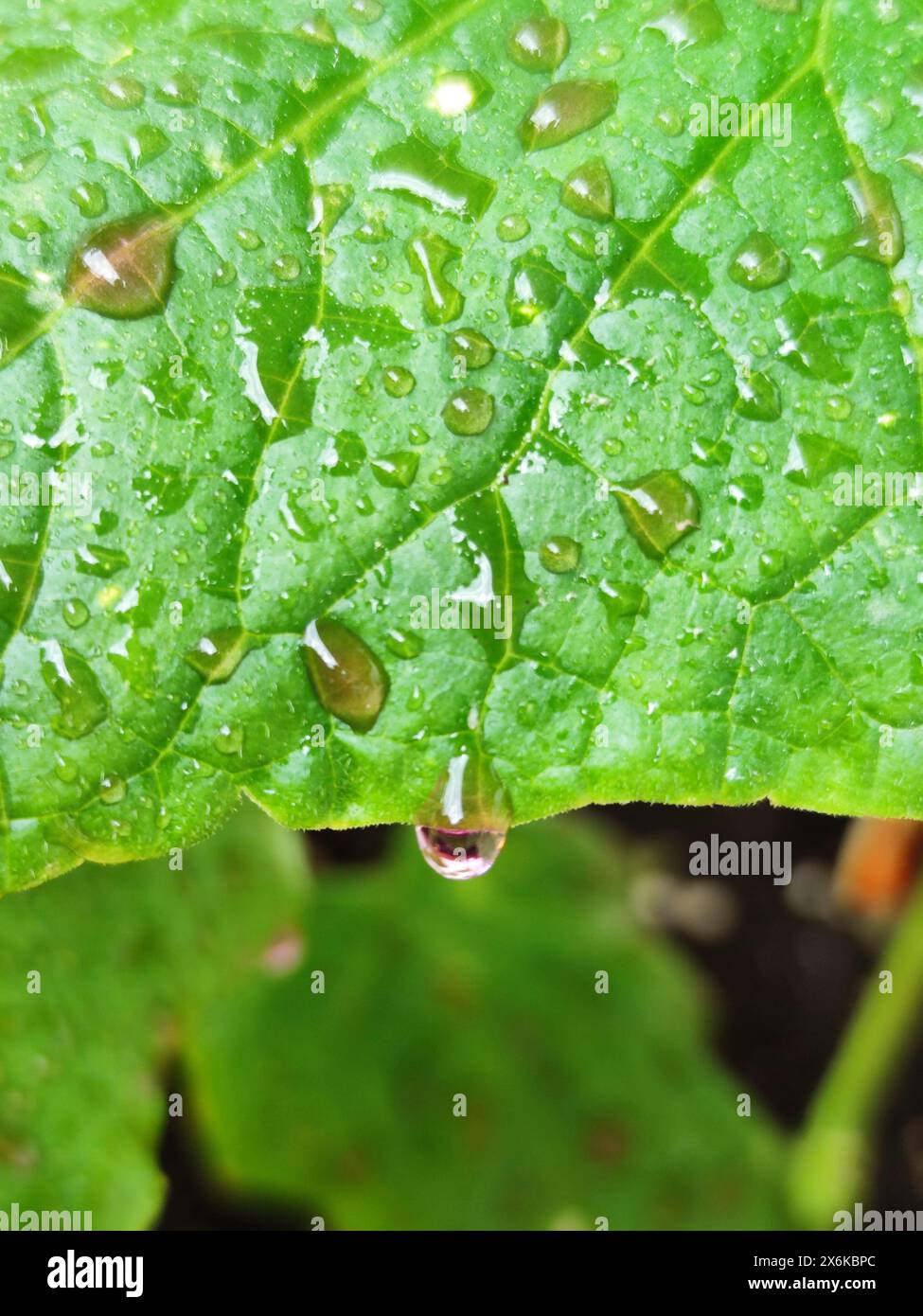 Maladies du concombre Banque de photographies et d’images à haute ...