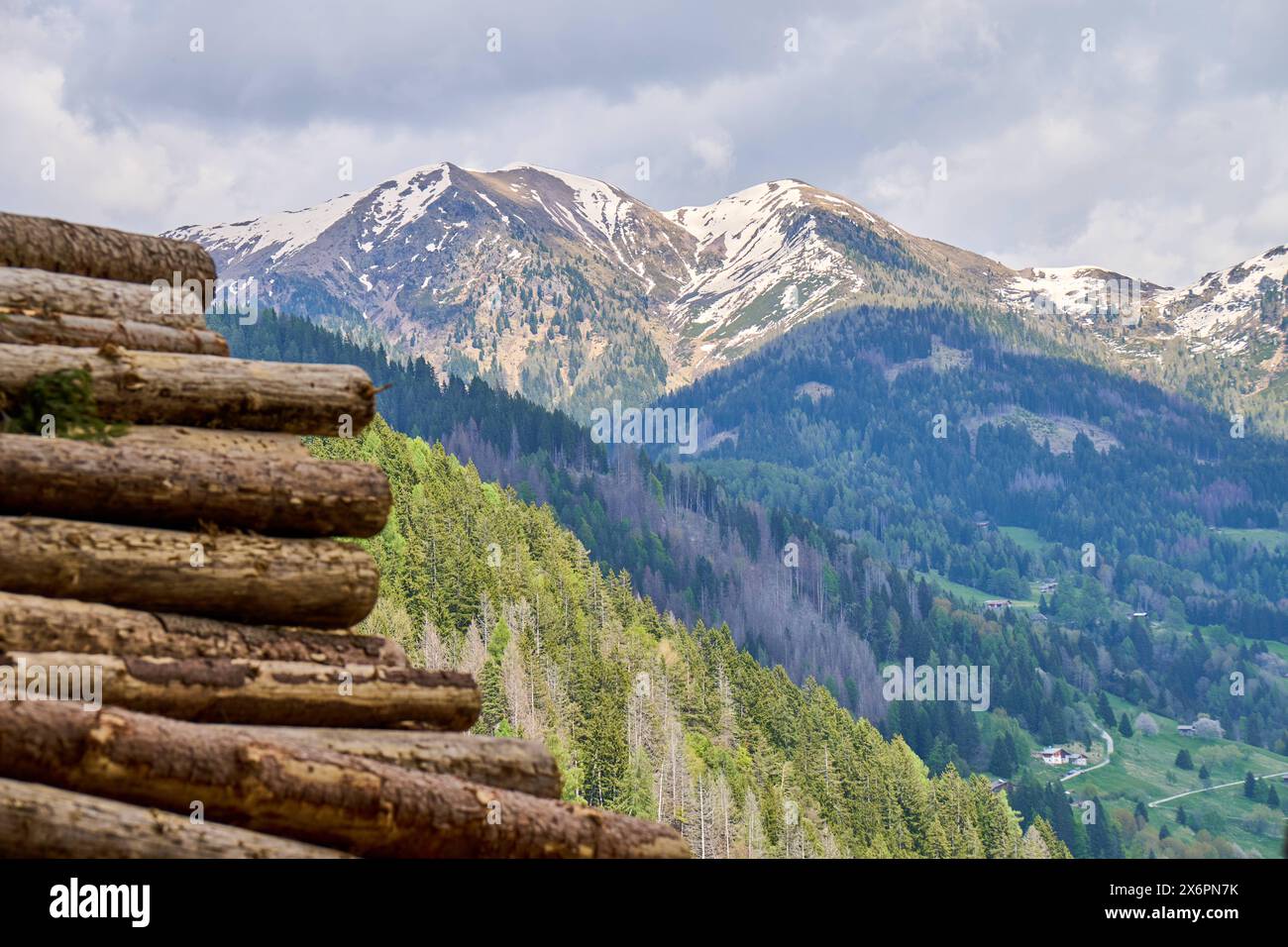 Tyrol, Italie - 11 mai 2024 : grumes de bois empilées dans la forêt ...