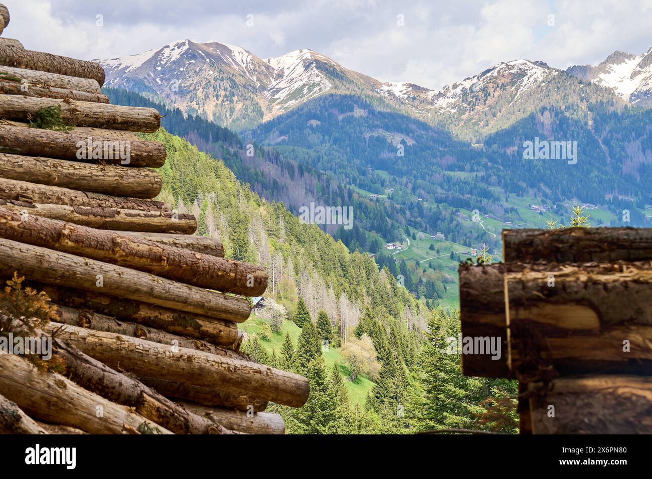 Tyrol, Italie - 11 mai 2024 : grumes de bois empilées dans la forêt ...