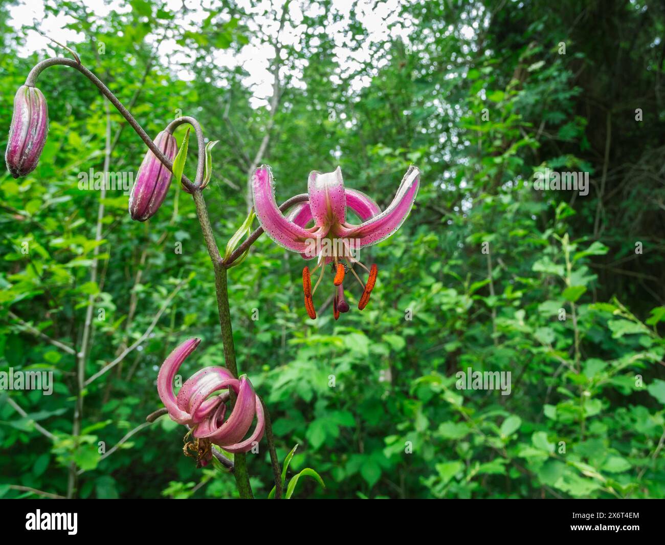Vue rapprochée d'une tige avec plusieurs fleurs du lis turc (latin : Lilium martagon) sur le ...