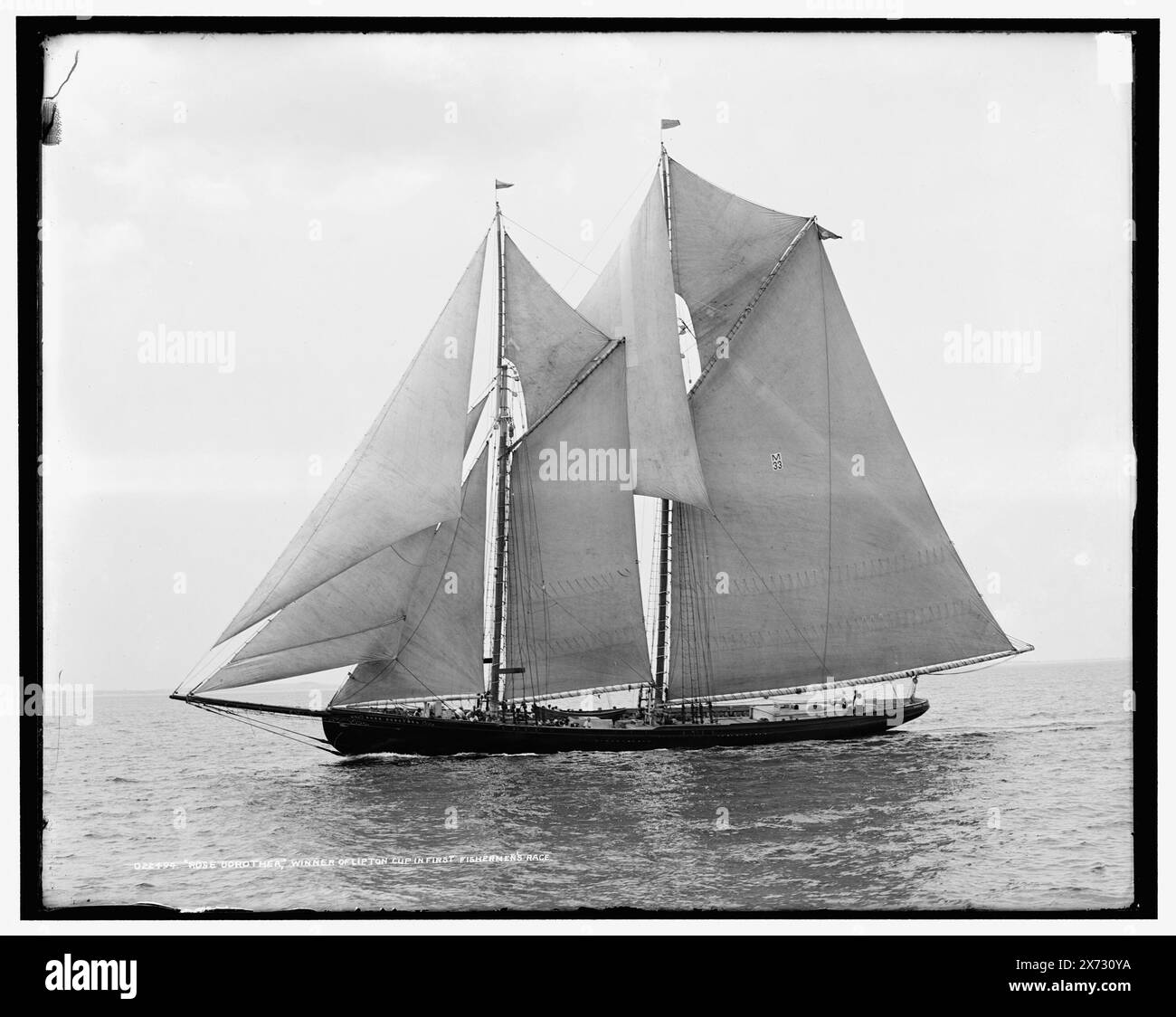 Rose Dorothea, vainqueur de la Coupe Lipton, en première ? Fishermen's ...