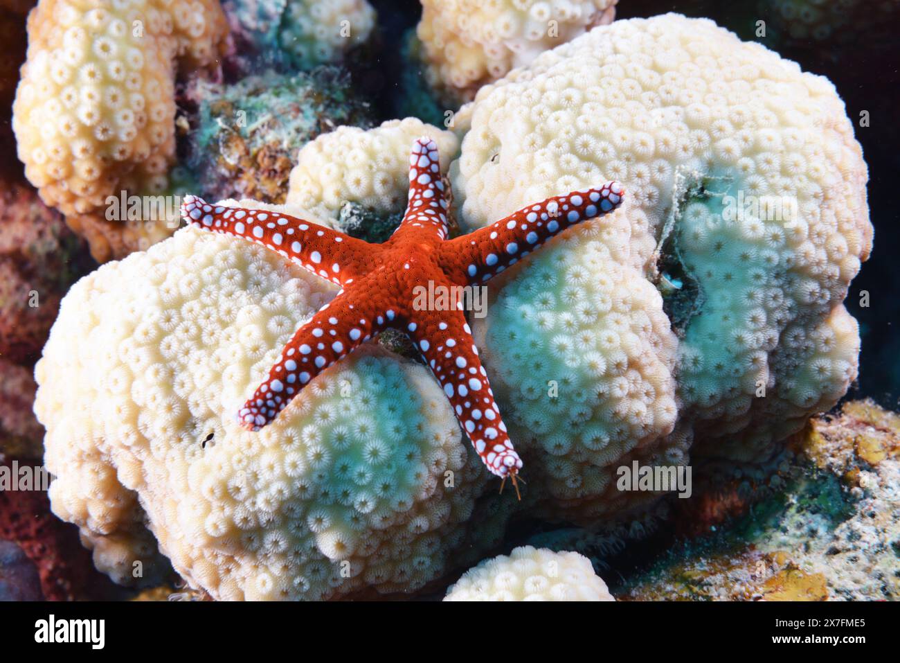 étoile de mer ghardaqa Banque de photographies et d’images à haute ...