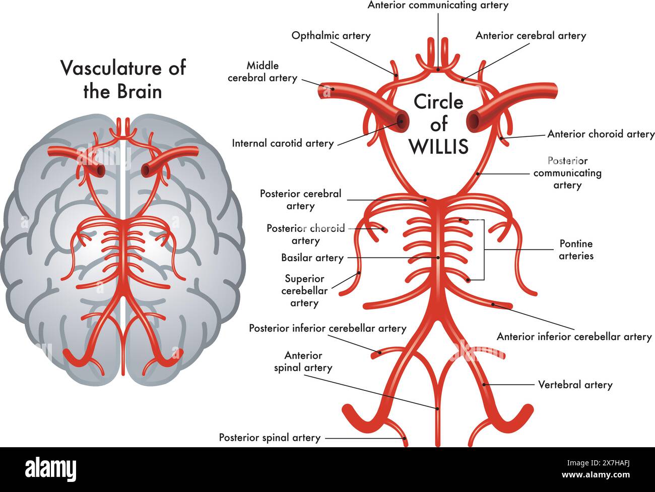 Posterior cerebral artery Banque d'images vectorielles - Alamy