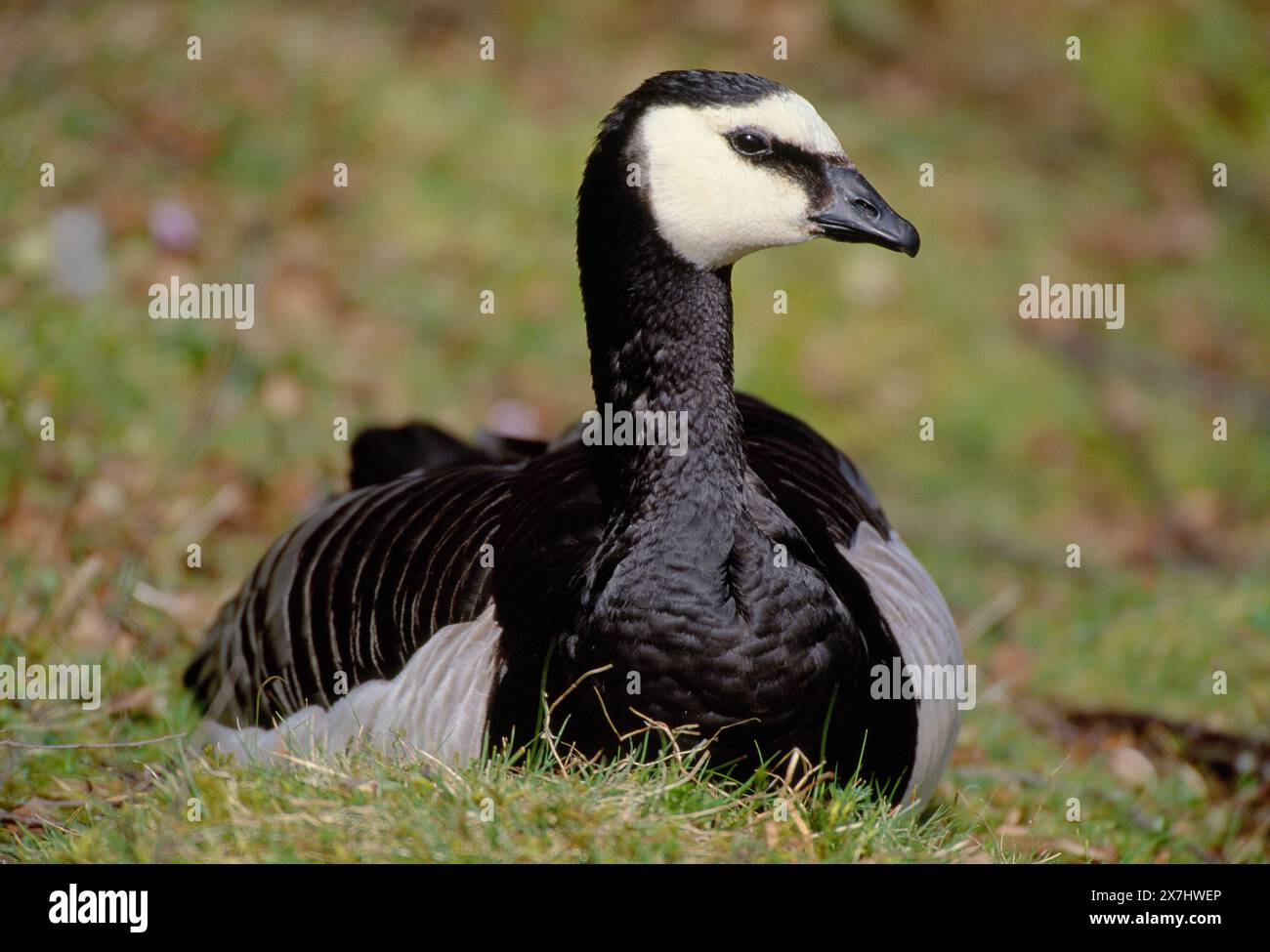 Bernacle Goose (Branta leucopsis) individu se reposant entre les ...