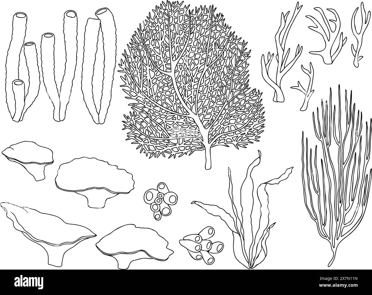 Coraux fan Banque d'images vectorielles - Alamy