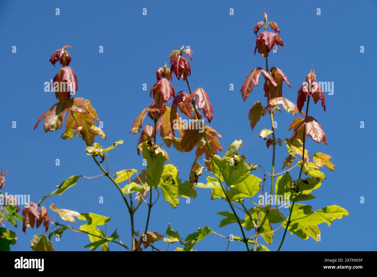 Acer buergerianum Banque de photographies et d’images à haute ...