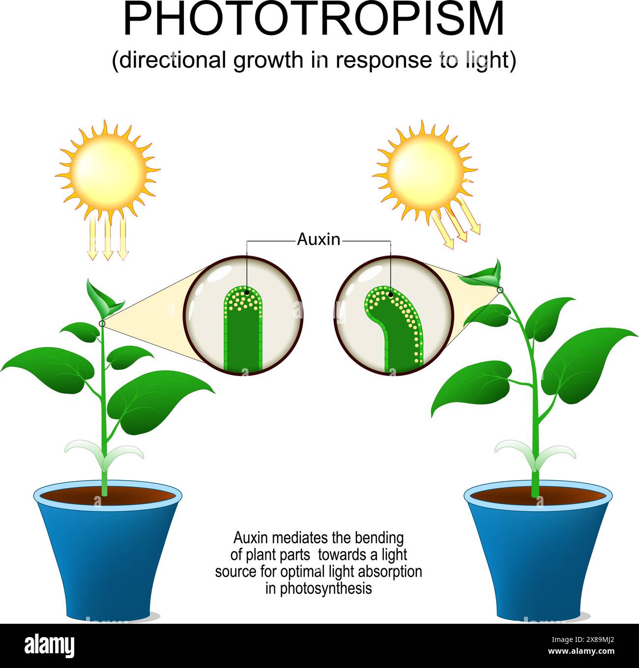 Partes de las plantas Banque d'images vectorielles - Alamy