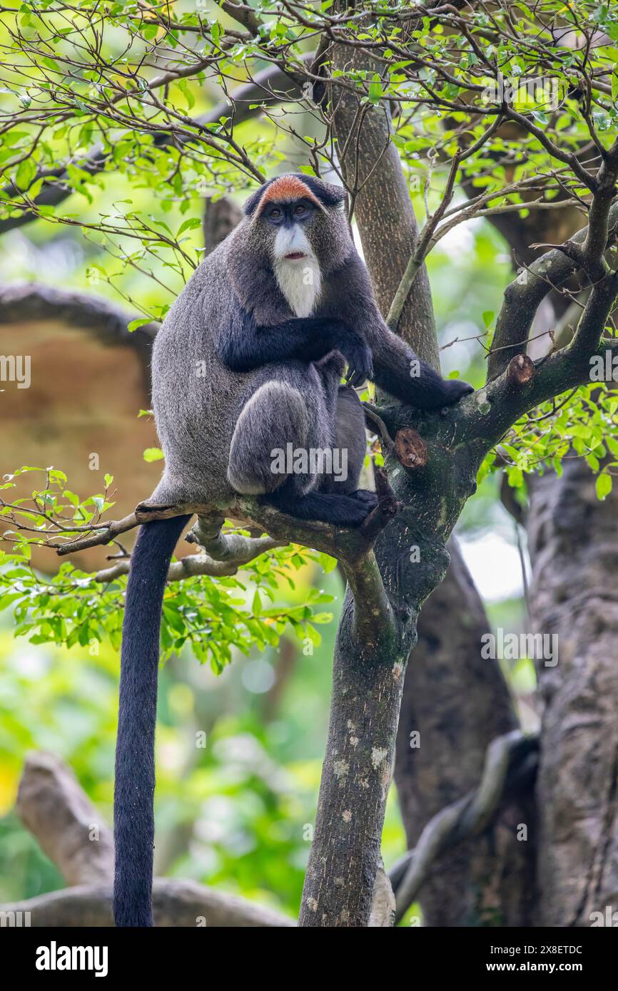 Singe de brazza en train de manger Banque de photographies et d’images ...