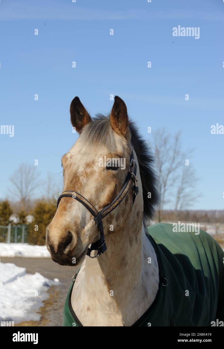 Portrait de cheval Appaloosa image équine verticale de cheval appaloosa ...