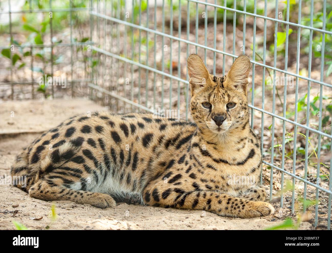 Serval captive Banque de photographies et d’images à haute résolution ...