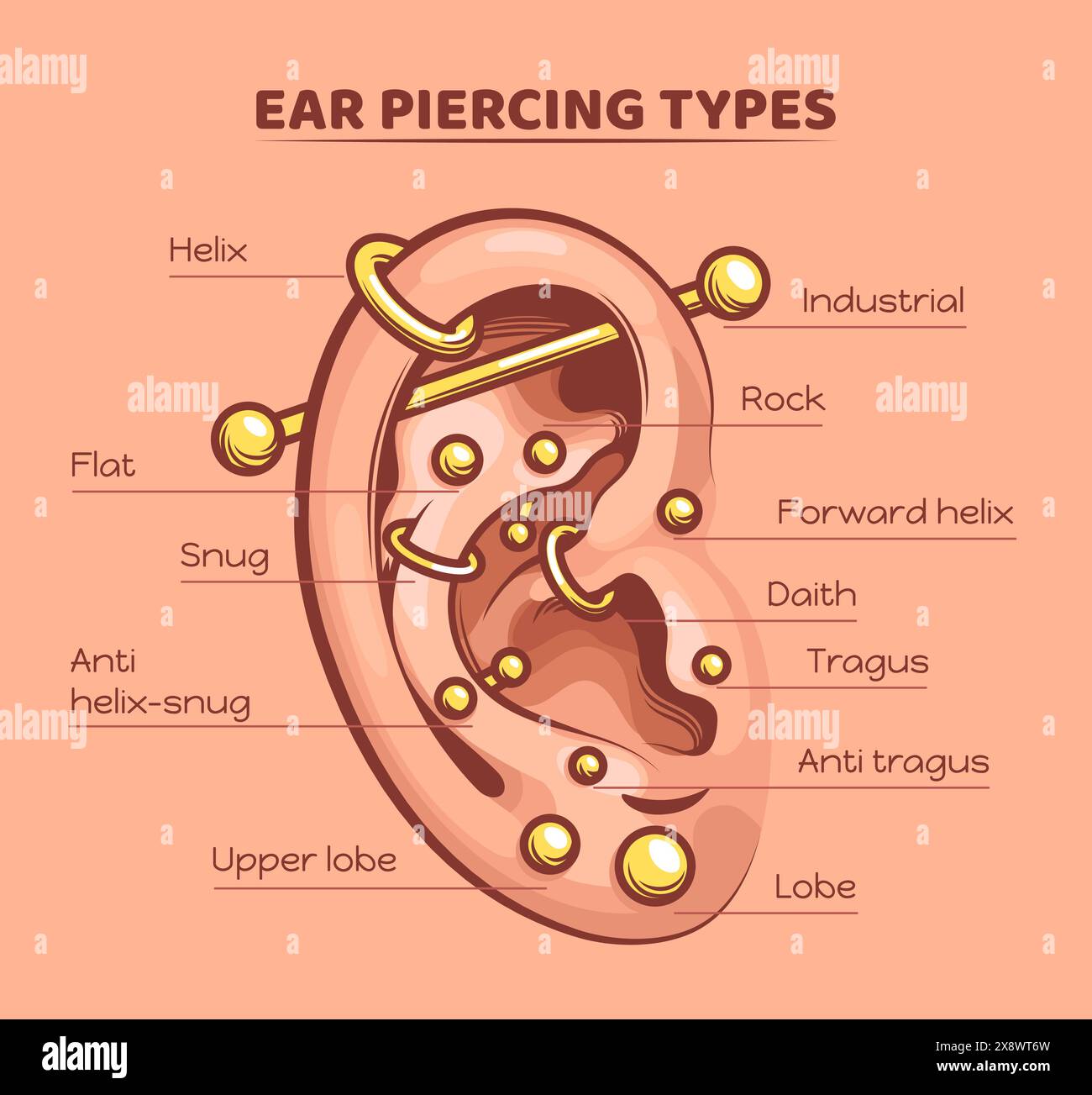 Orbita anatomy Banque d'images vectorielles - Alamy