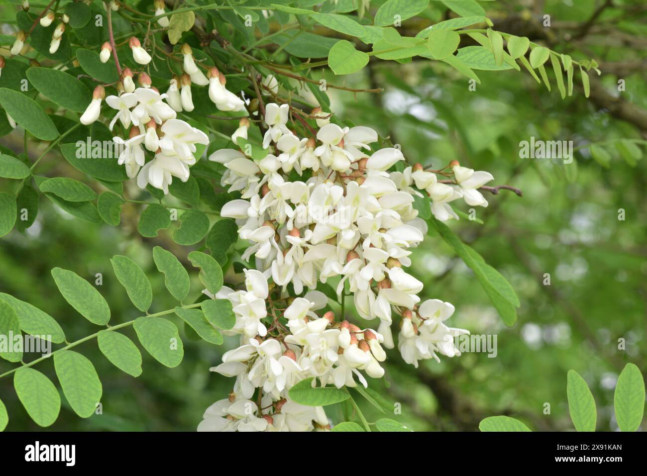 False acacia Banque de photographies et d’images à haute résolution - Alamy