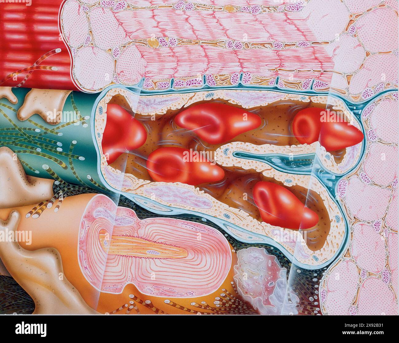 Blood capillary capillaries Banque de photographies et d’images à haute ...