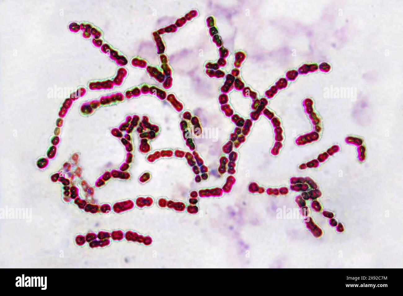 Streptococcus pyogenes Banque de photographies et d’images à haute ...