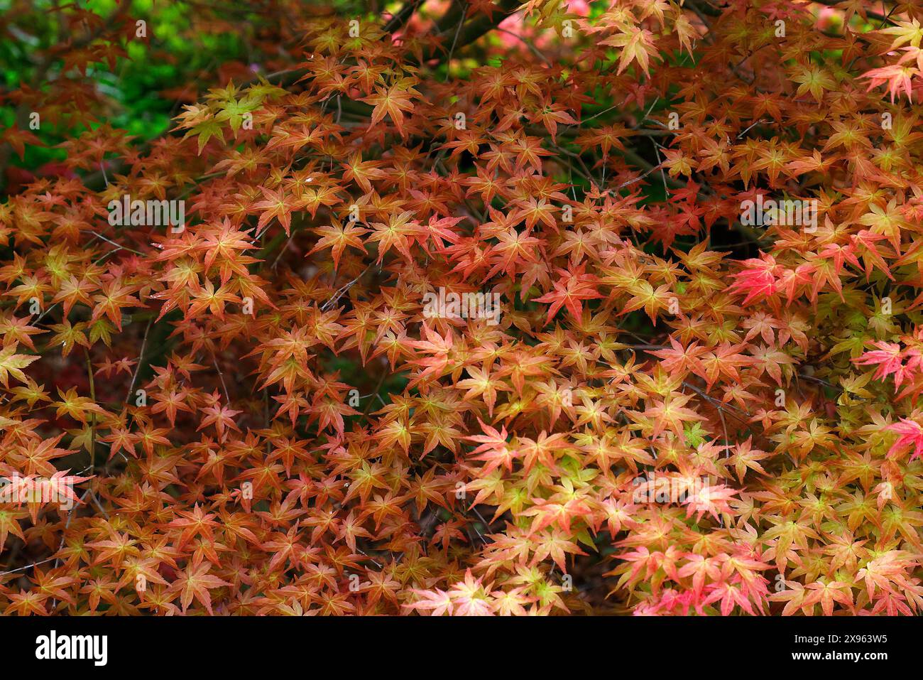 Palmatum shindeshojo Banque de photographies et d’images à haute ...