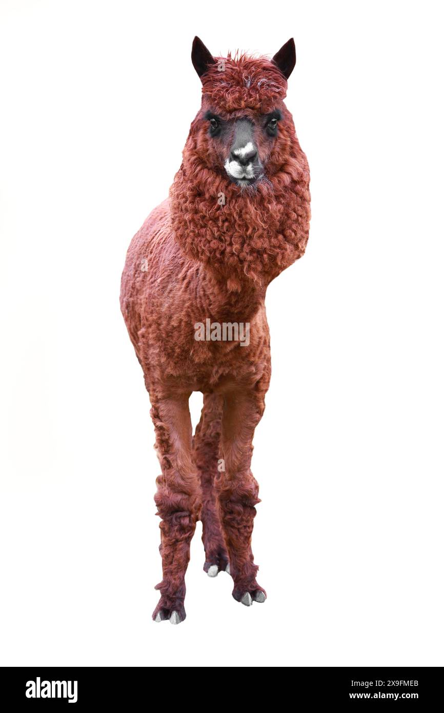 Lama sauvage Banque d'images détourées - Alamy