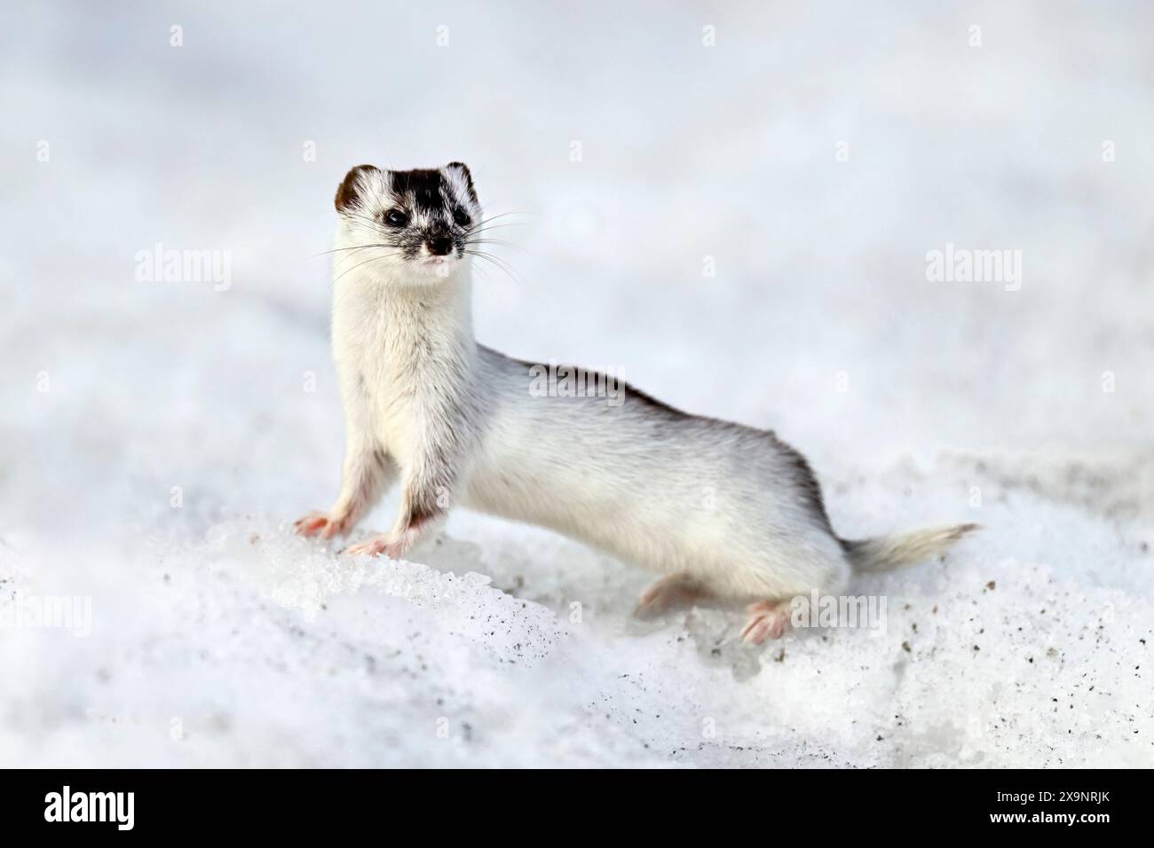 Gros plan de la belette Banque de photographies et d’images à haute ...