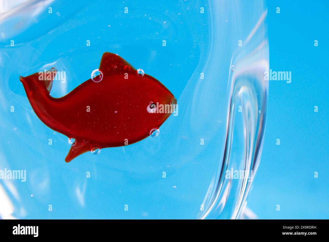 Poisson transparent Banque de photographies et d’images à haute ...