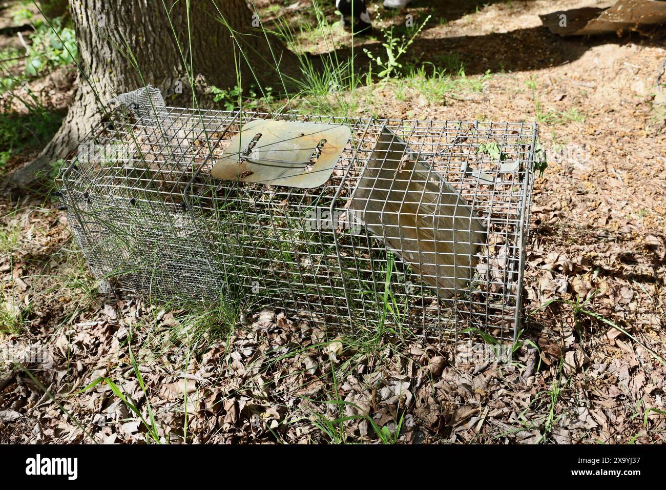 Piège à animaux dans la forêt Banque de photographies et d’images à ...