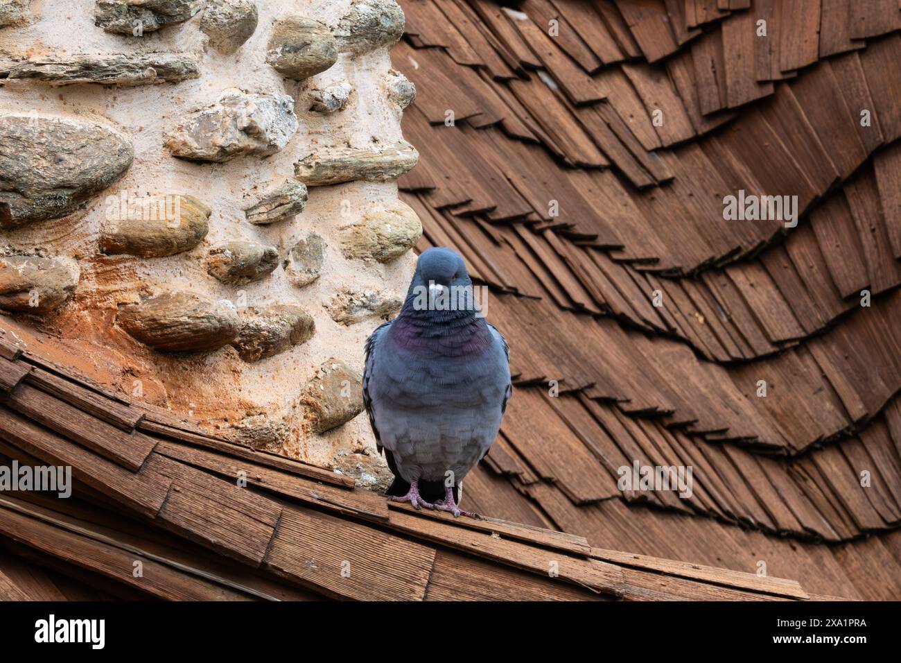 Beau pigeon Banque de photographies et d’images à haute résolution - Alamy