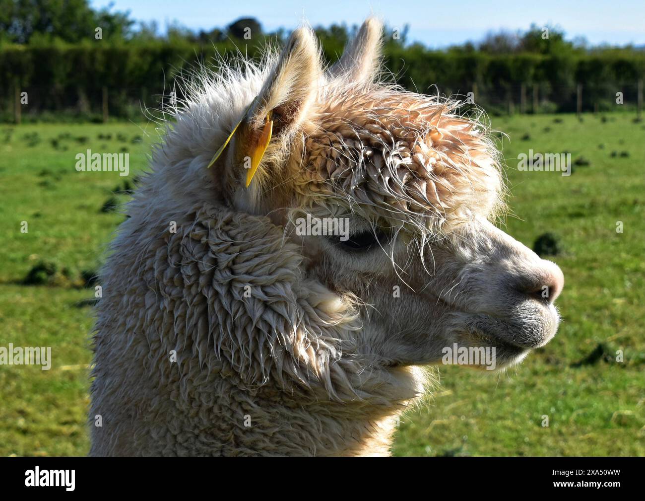 Alpaga angleterre Banque de photographies et d’images à haute ...