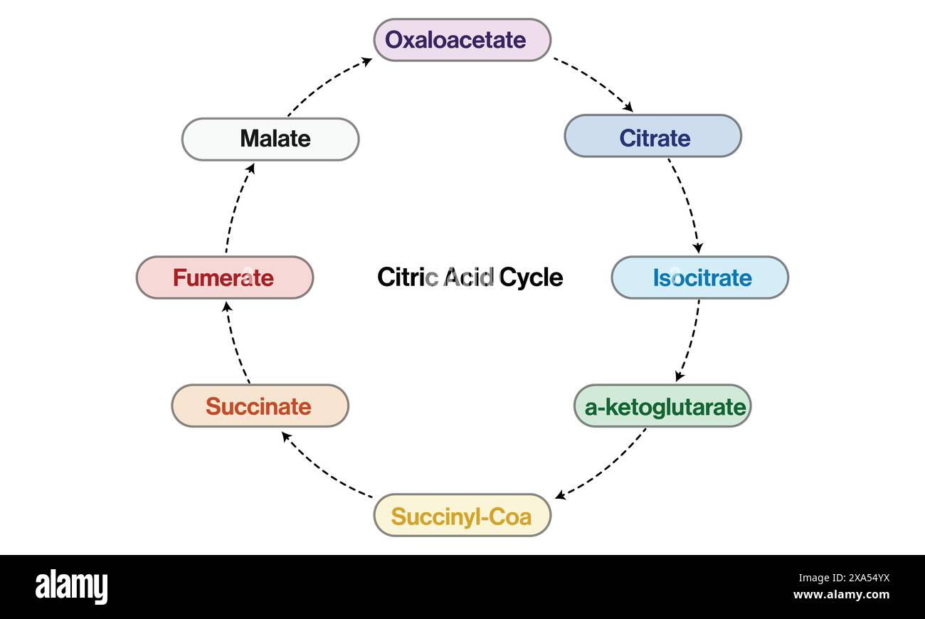 Diagramme Du Cycle De L'acide Citrique