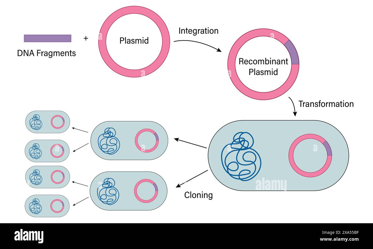 Techniques de construction Banque d'images vectorielles - Alamy