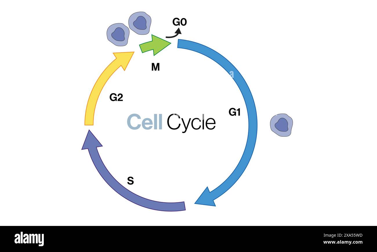 Procesos de mitosis Banque d'images vectorielles - Alamy