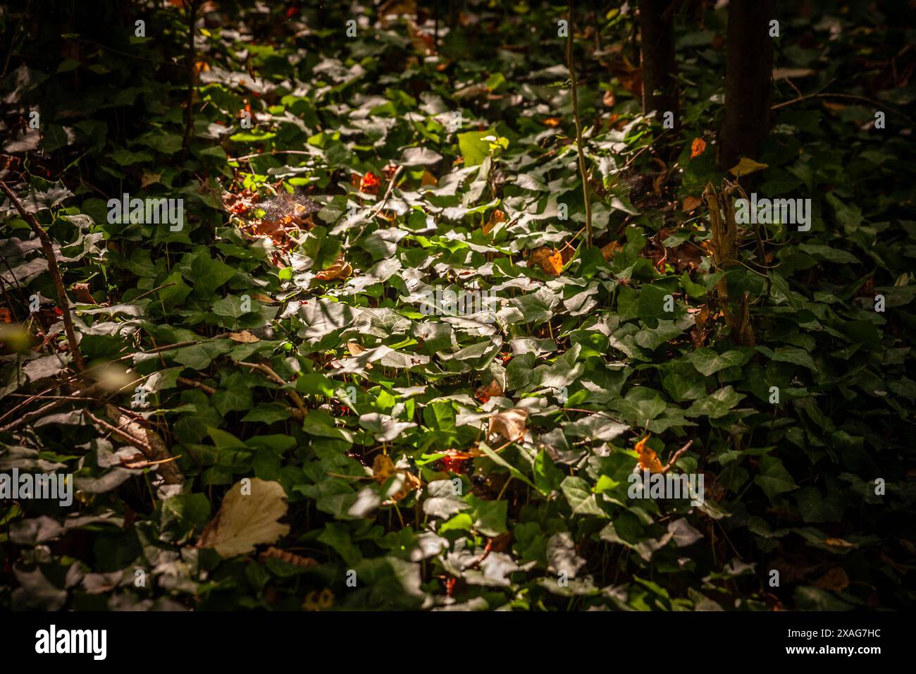 Le lierre commun (Hedera Helix) est une plante polyvalente connue pour ...