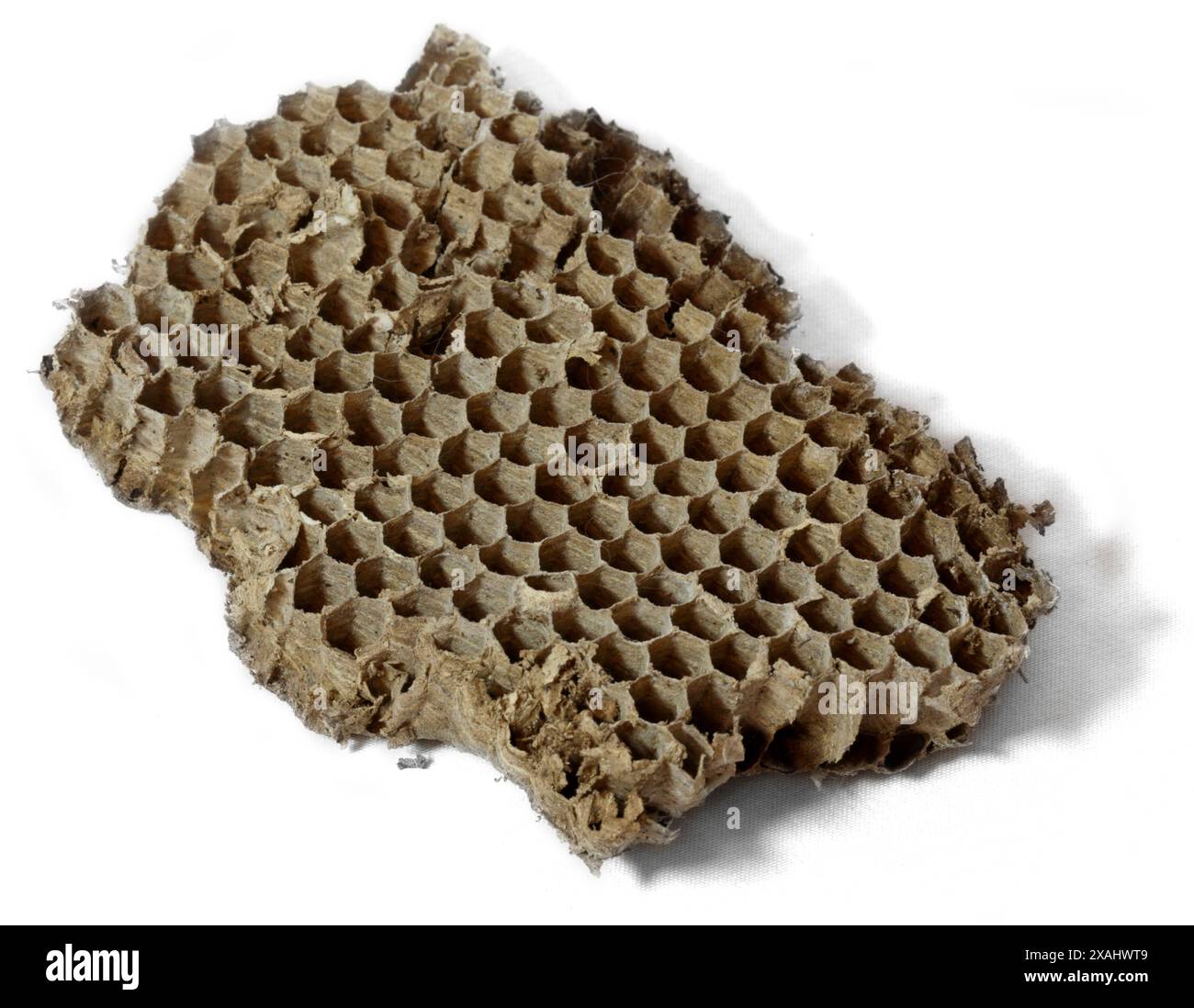 Nid d'insecte Banque d'images détourées - Alamy