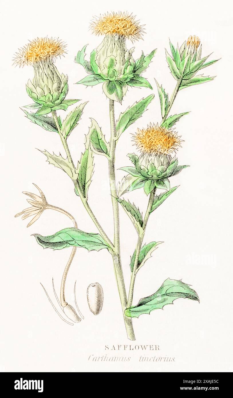 Carthame de carthame tinctorius Banque d'images détourées - Alamy