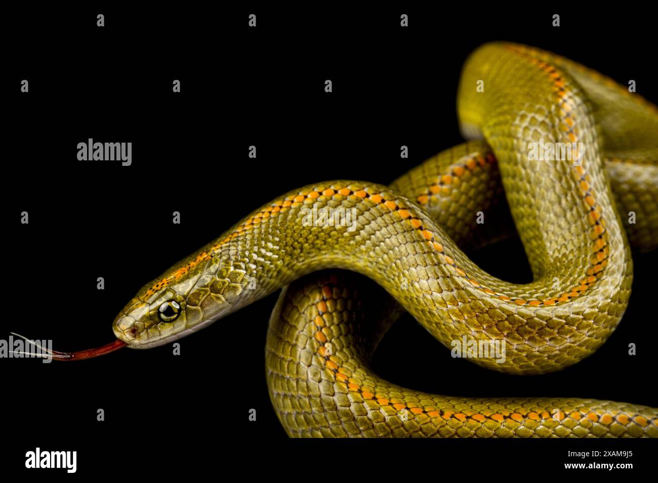 African snake Banque de photographies et d’images à haute résolution ...