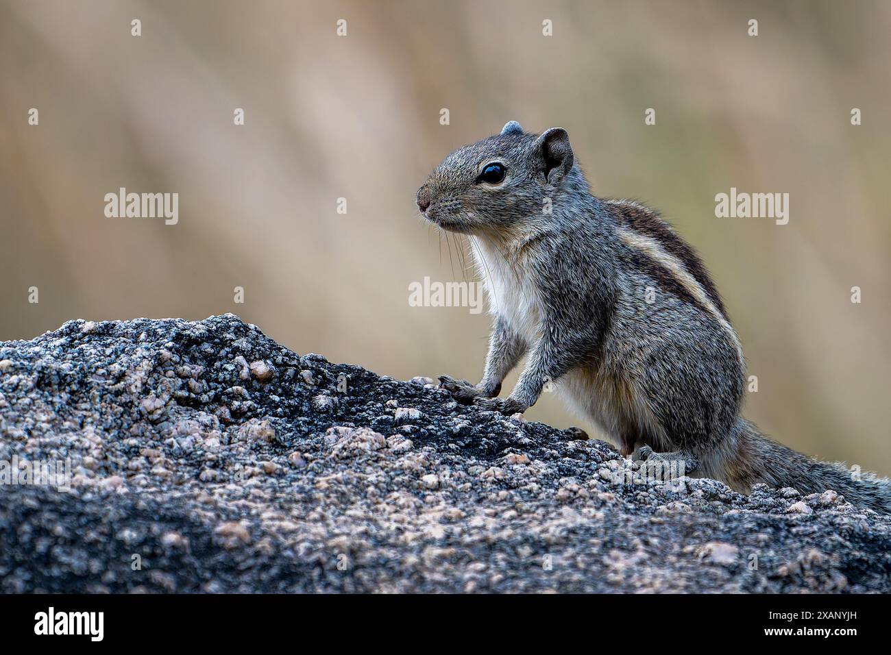 Indian palm squirrel funambulus palmarum Banque de photographies et d ...