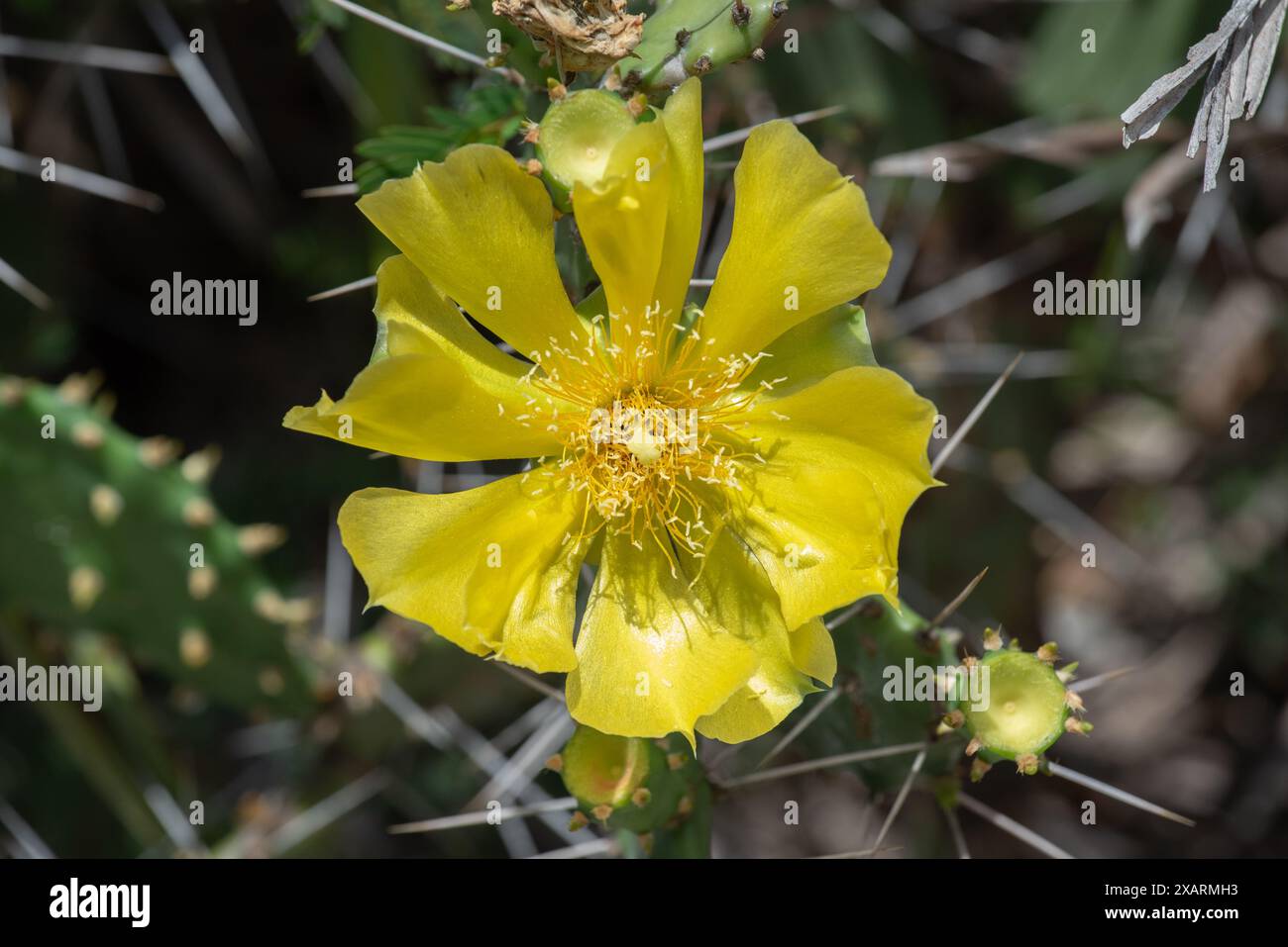 Tige rampante Banque de photographies et d’images à haute résolution ...