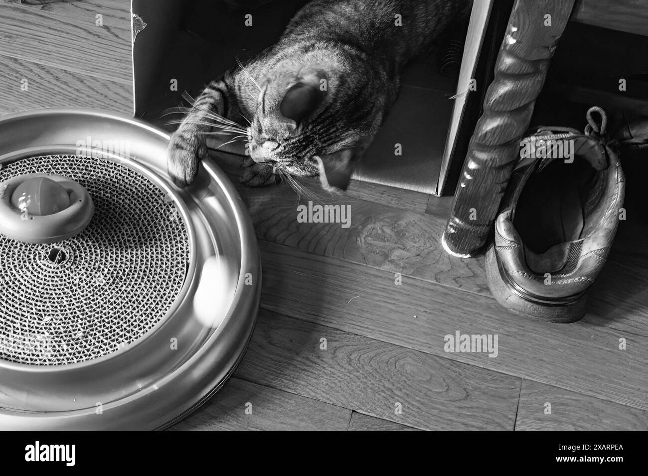 Chat jouant avec des jouets Banque de photographies et d’images à haute ...