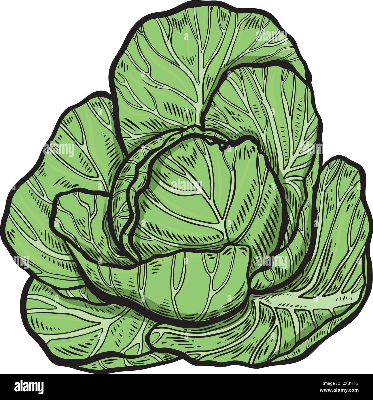 Dessin de chou fleur Banque d'images vectorielles - Alamy