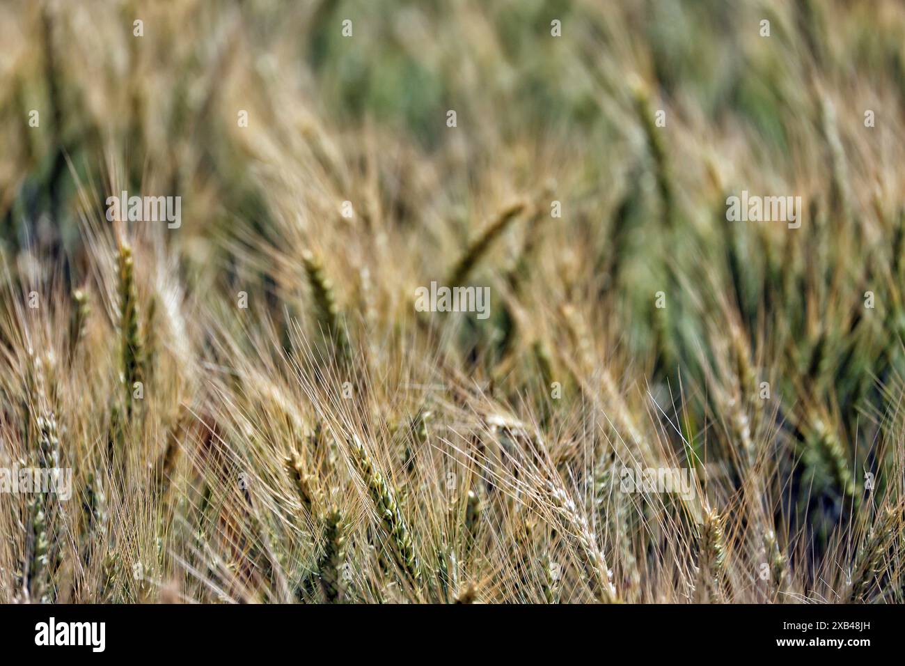 Non exclusif : Dachne, UKRAINE - 7 JUIN 2024 - les variétés de blé et d ...