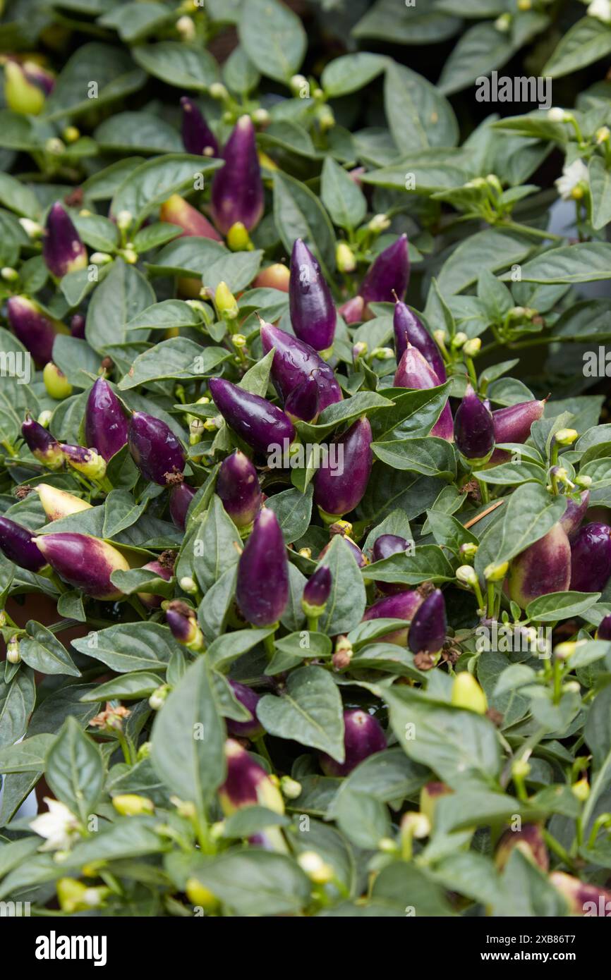 Fruits violets Banque de photographies et d’images à haute résolution ...