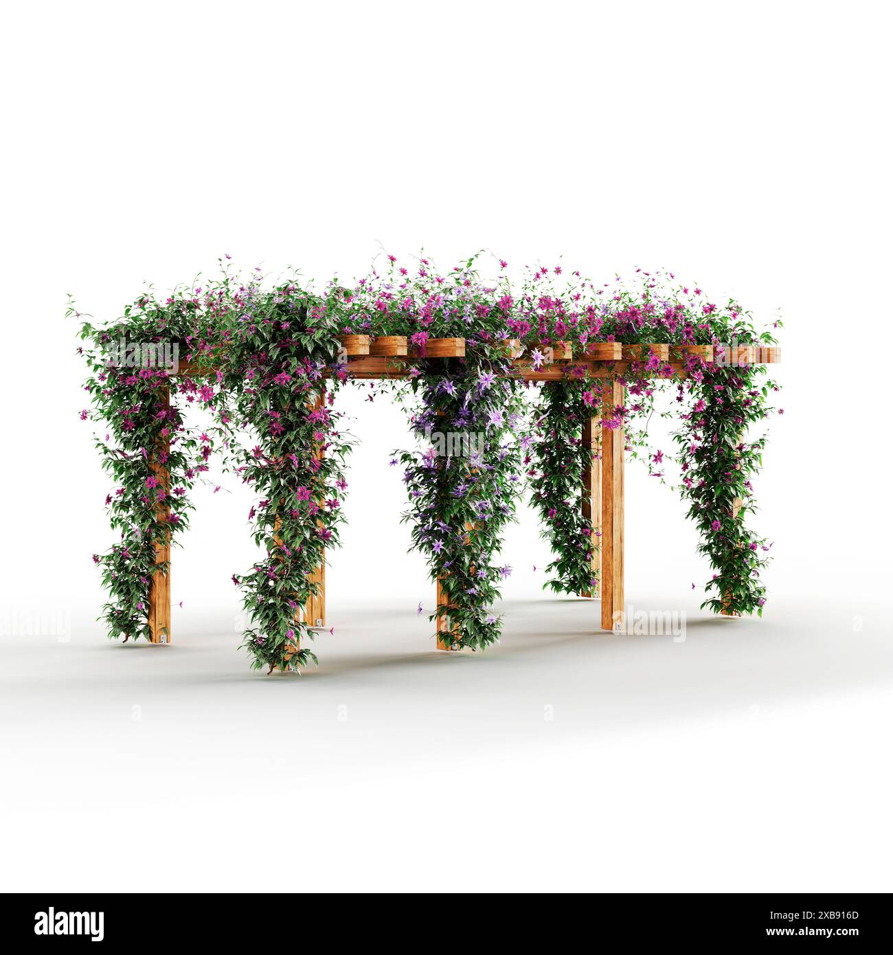 Pergola plant Banque d'images détourées - Alamy