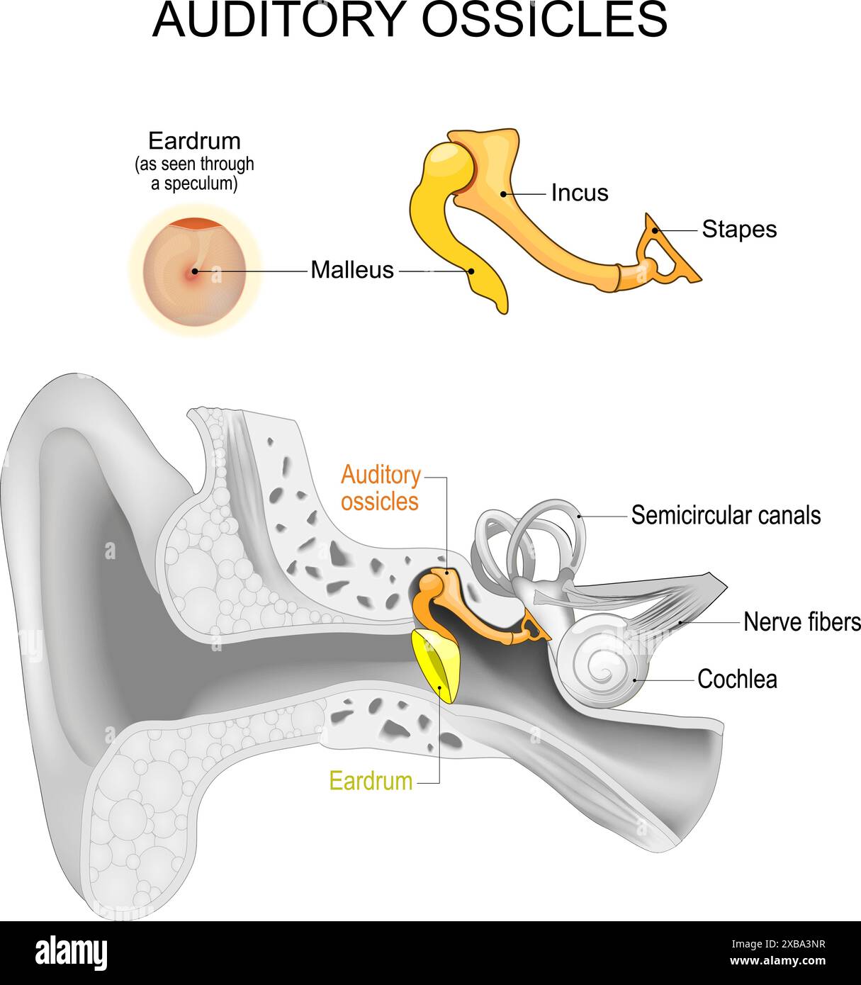 Les osselets oreilles Banque de photographies et d’images à haute ...