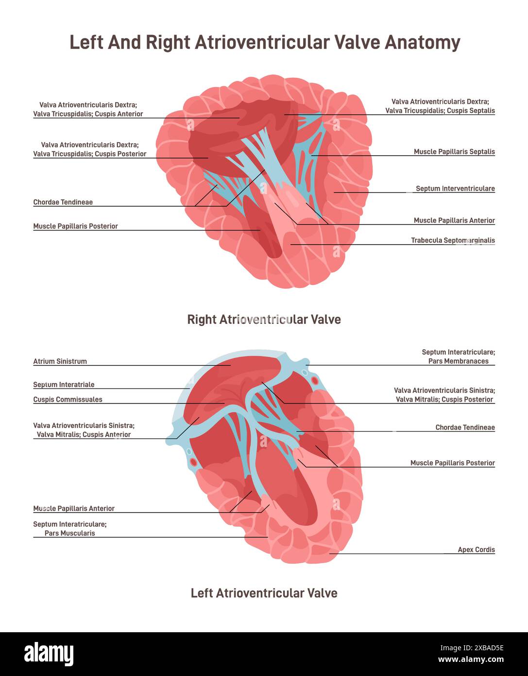 Aortic valve Banque d'images vectorielles - Alamy