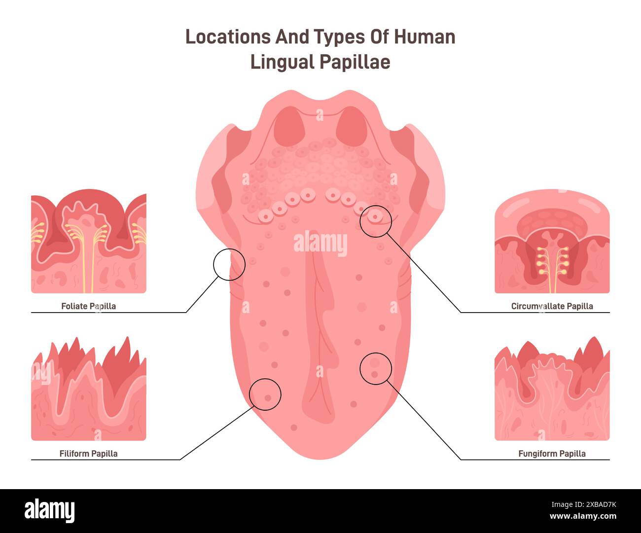 Amygdale linguale humaine Banque d'images vectorielles - Alamy