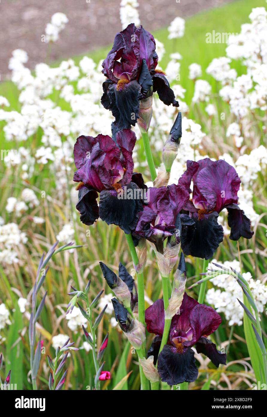 Rhizome barbu iris Banque de photographies et d’images à haute ...