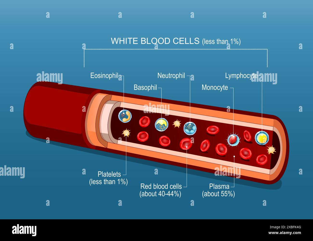Composition du sang hématocrite Banque de photographies et d’images à ...