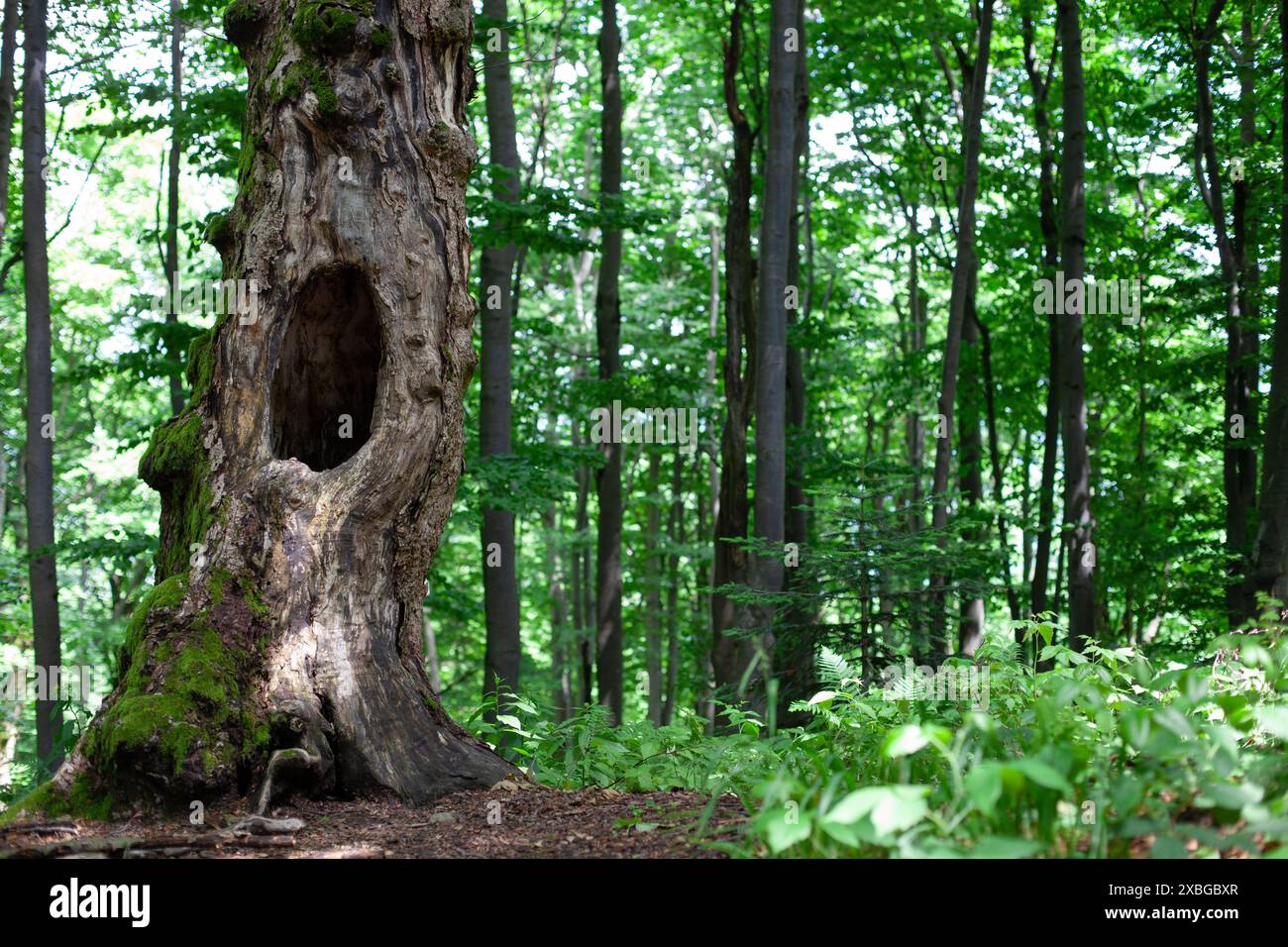 Arbre creux tronc d'arbre Banque de photographies et d’images à haute ...